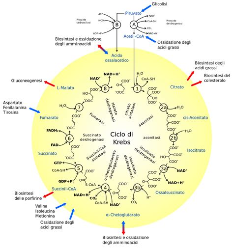 ملف Ciclo di Krebs svg المعرفة