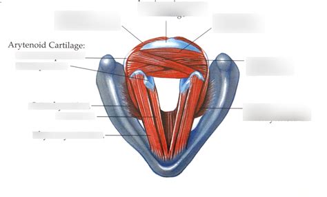 Intrinsic Muscles Of The Larynx Diagram Quizlet
