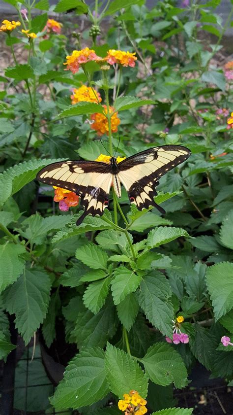 Plantas Que Atraen A Las Mariposas En Plantas Plantas