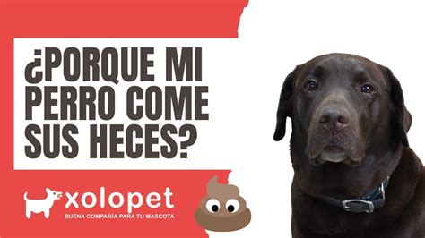 Por qué mi perro se come sus heces soluciones coprofagia YouTube