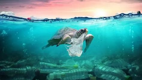 Os Segredos Revelados Pelas Ilhas De Lixo Formadas Nos Oceanos BBC