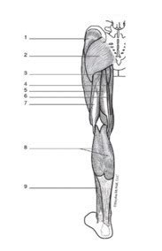 A P Muscles Practical Flashcards Quizlet
