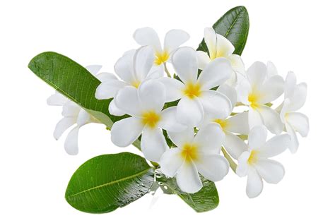 Plumeria Flower Png Transparent Background Png