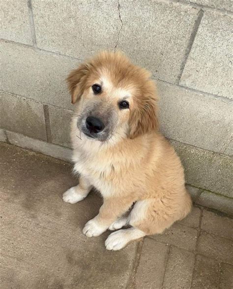 Adopt Manhattan Today Find Paw Pal