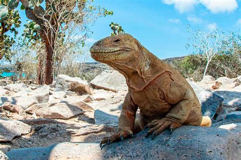 Flora Fauna en las Islas Galápagos Un Paraíso por Descubrir