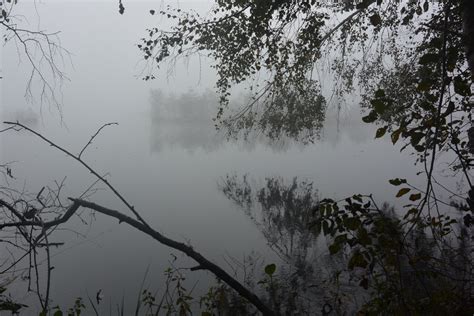 Fotos gratis paisaje árbol naturaleza bosque pantano rama nieve