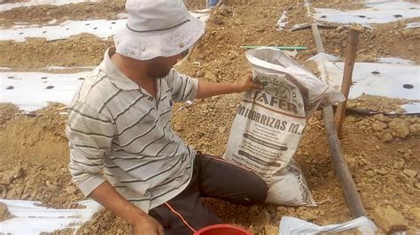 MICORRIZAS PARA CULTIVO BAJO INVERNADERO YouTube