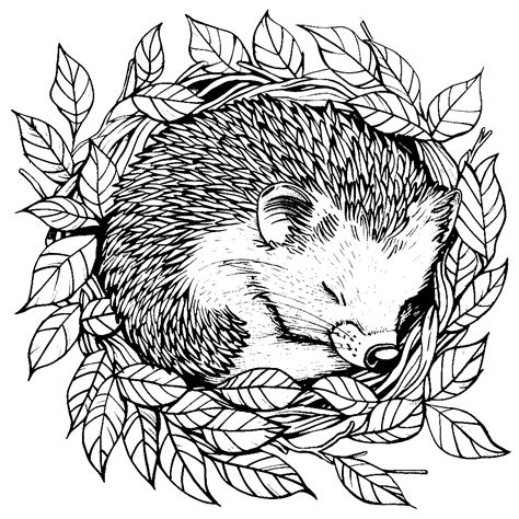 Igel Malvorlagen Ausmalbild Kostenlos Herunterladen