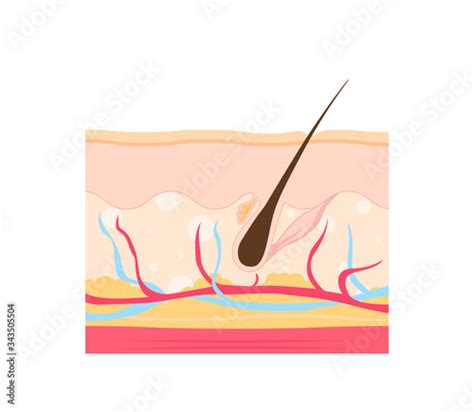 Human Skin Layered Epidermis With Hair Follicle And Sweat Healthy