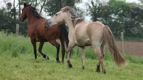 Le Galop 3 Le Guide Complet Contre Galop