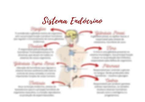 SOLUTION Mapa Mental Sistema Endocrino Studypool