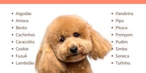 200 nomes para CACHORRO PRETO as melhores opções