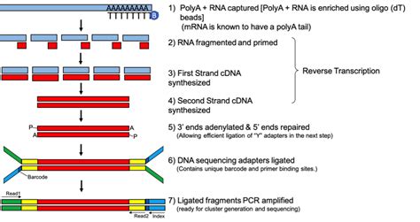 MRNA Sequencing Bio Basic Asia Pacific Pte Ltd