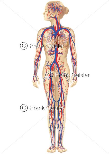 Blutkreislauf Blutzirkulation im Gefäßsystem der Frau Medical Pictures