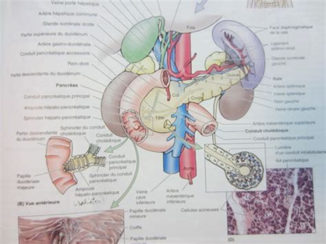 Physiologie du diabète Flashcards Quizlet