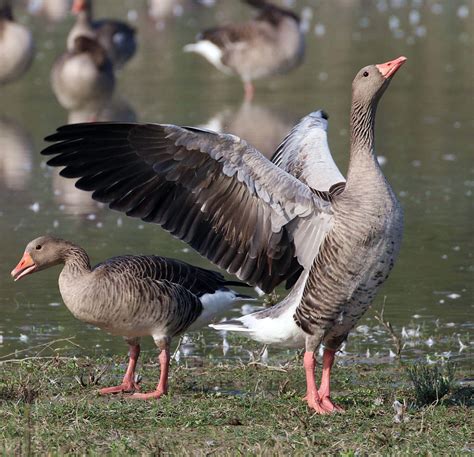 Greylag Goose Birdforum