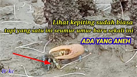 KEPITING BAKAU UNIK PERHATIKAN Baru Pertama Kali Melihatnya Seumur