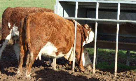 Beef Cattle For Meat Flashcards Quizlet