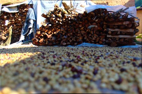 Origen del Café Tierra y Nube Café Tierra y Nube