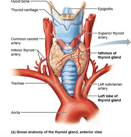 Anatomy Physiology Ii Thyroid Gland Flashcards Quizlet
