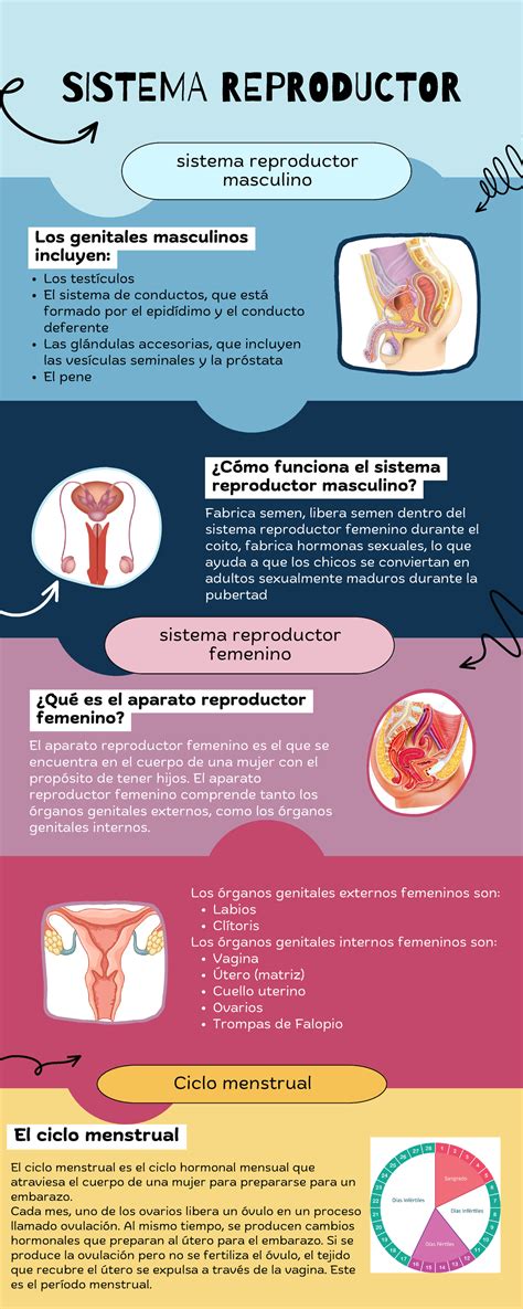 Diferencias Entre El Aparato Reproductor Masculino Y Mores Pics