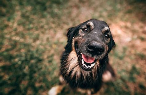 Comment calculer l âge d un chien Elevage Canin du Domaine des