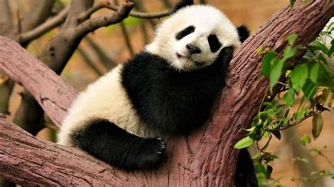 Oso Panda Osos10