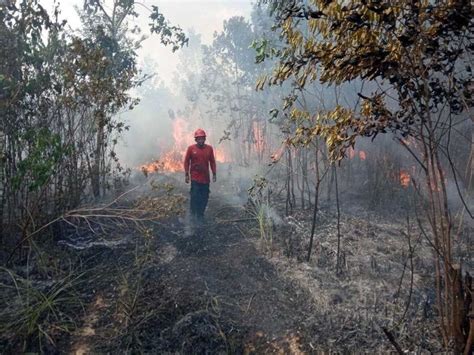 BMKG Peringatkan Sejumlah Daerah Berpotensi Alami Karhutla