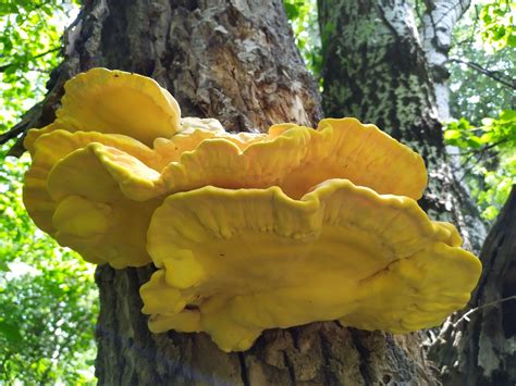 Ciuperci Pleurotus Proaspete
