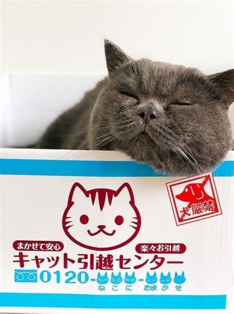 Mofucat On Twitter