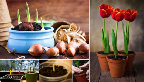 Consejos Para Sembrar Tulipanes En Maceta Mis Tulipanes