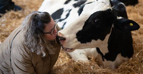 Cow Cuddling en Angleterre des éleveurs proposent des séances de