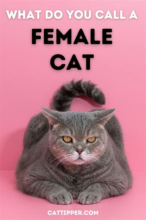 What Is A Female Cat Called