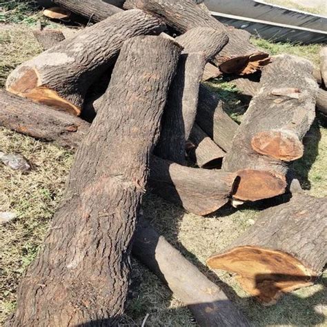 Natural Panchrav Wood Log At Rs 10000 Ton Wooden Log In Udaipur ID