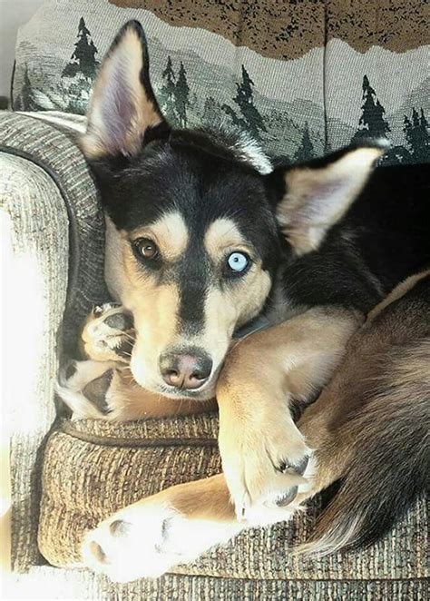 Our New Gerberian Shepsky Pup Kita Gerberian Shepsky German