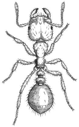 Desenhos De Formiga Para Colorir E Imprimir