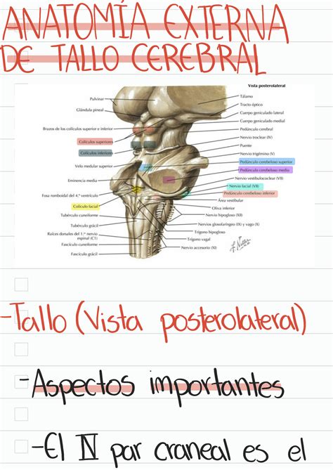 SOLUTION Anatomía externa de tallo cerebral Studypool