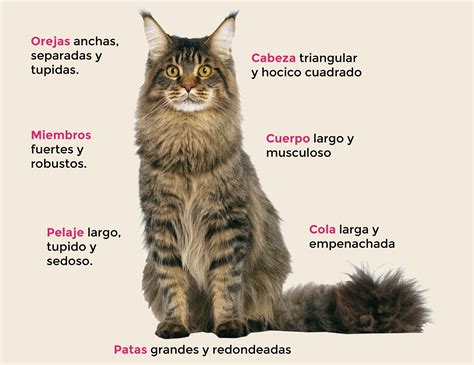 Maine Coon Descubre Todo Acerca De Estos Gatos
