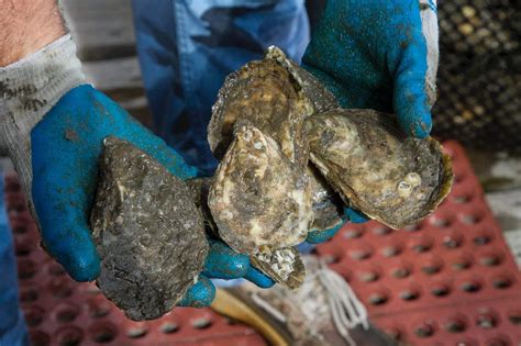 Huîtres contaminées dans le Bassin d Arcachon scandale sanitaire et