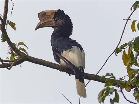 7 Days Rwanda Birding And Wildlife Safari Intare Safaris