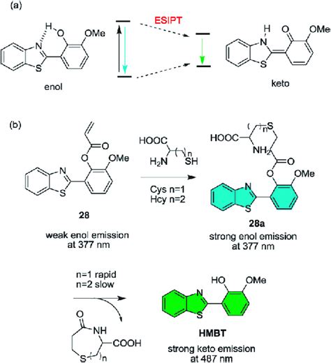 A Schematic Of The ESIPT Process Of HMBT B The Reaction Of 28 With