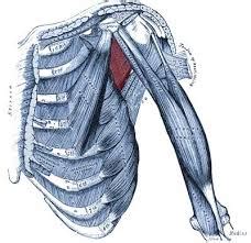Músculos do ombro Anatomia papel e caneta