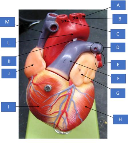 Unit 3 Circulatory System Heart Flashcards Quizlet
