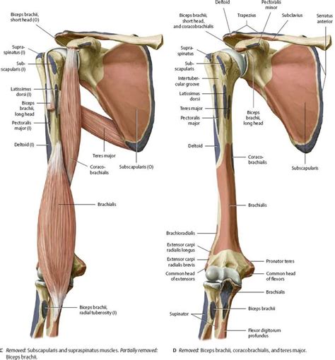 Shoulder Arm Atlas Of Anatomy