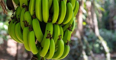 Como identificar a deficiência de boro na banana