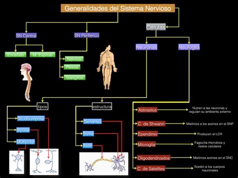 Partida Fisiologia Humana Basica Generalidades De Sistema Nervioso