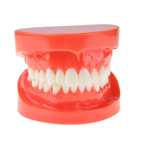 Pr Tese Dental Dentes Modelo Maxila Padr O Typodon Demonstra O