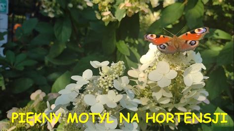 Rusałka pawik na hortensjach Peacock Butterfly YouTube