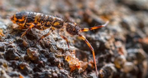 Tipos De Insectos Y Sus Caracter Sticas
