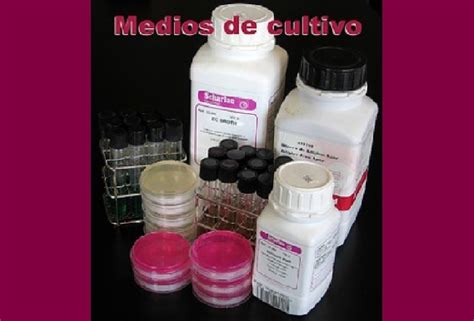 Medios De Cultivo Historia Funci N Tipos Preparaci N